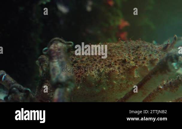 The Japanese spider crab is the largest living crab species, ultra hd ...