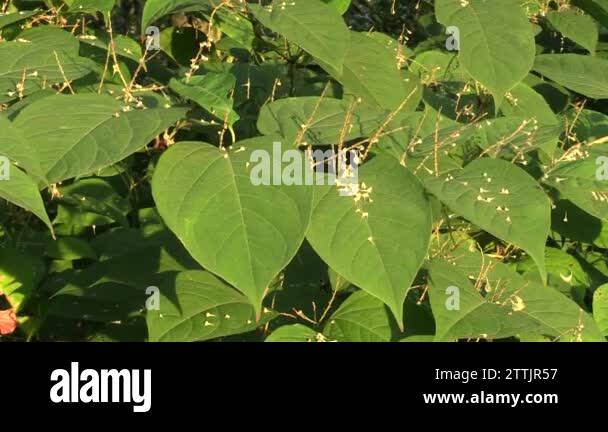 Invasive species in japan Stock Videos & Footage - HD and 4K Video ...