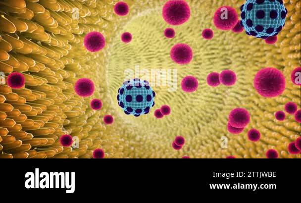 Human Immune System attack the virus, viruses, macrophage and fat cells ...