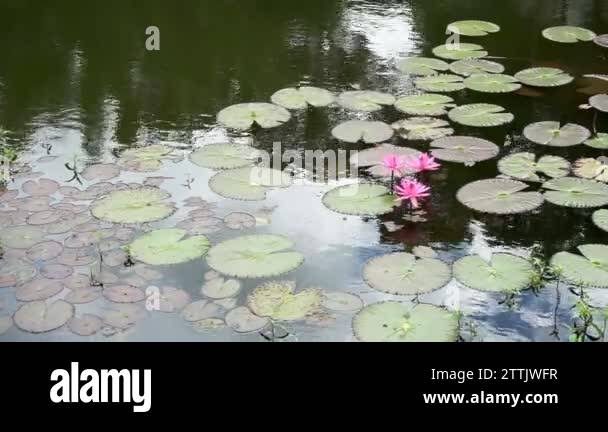 Victoria amazonica lotus is a species of flowering plant, the largest ...