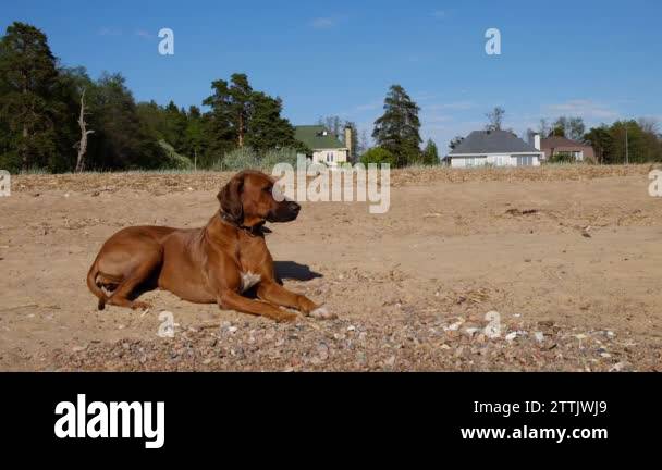 Rhodesian ridgeback on beach Stock Videos & Footage - HD and 4K Video ...
