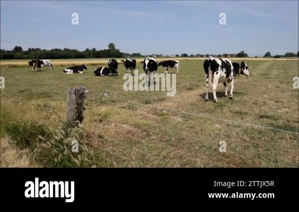 Norman cows Stock Videos & Footage - HD and 4K Video Clips - Alamy