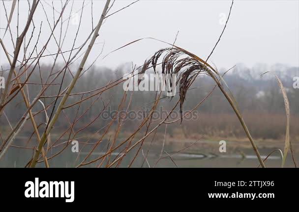 Rainwater Flows by Forest in a Dull Autumn Day. Stony Banks and Bottom ...