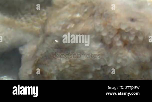 Salt formation Stock Videos & Footage - HD and 4K Video Clips - Alamy