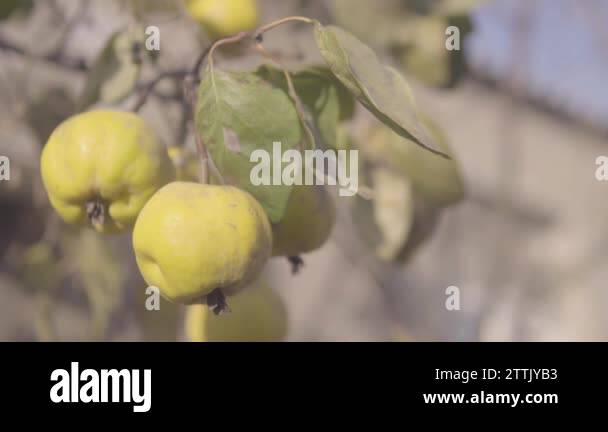 Heyva Stock Videos & Footage - HD and 4K Video Clips - Alamy