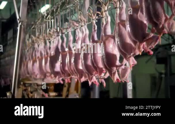 Poultry position Stock Videos & Footage - HD and 4K Video Clips - Alamy