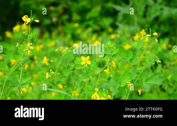 Plants chelidonium Stock Videos & Footage - HD and 4K Video Clips - Alamy