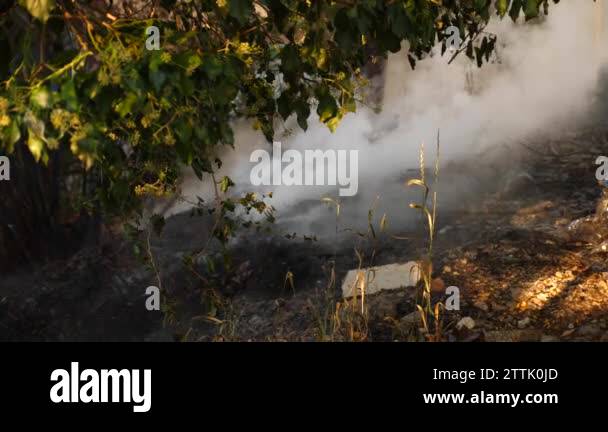 catastrophic consequences of forest fires. fire extinguishing in the ...
