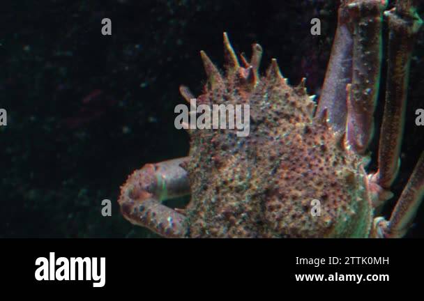 The Japanese spider crab is the largest living crab species, ultra hd ...