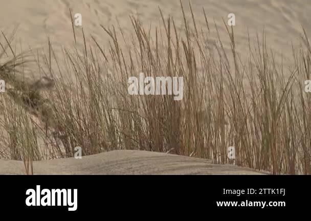 Grass in dry desert Stock Videos & Footage - HD and 4K Video Clips - Alamy
