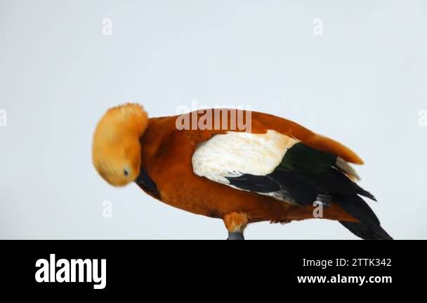 male Beautiful bright red duck (Ogar) isolated on white screen (In ...