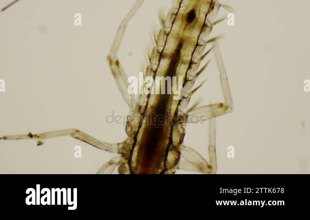 Mayfly nymph, dorsal view under the microscope in 4k Stock Video ...