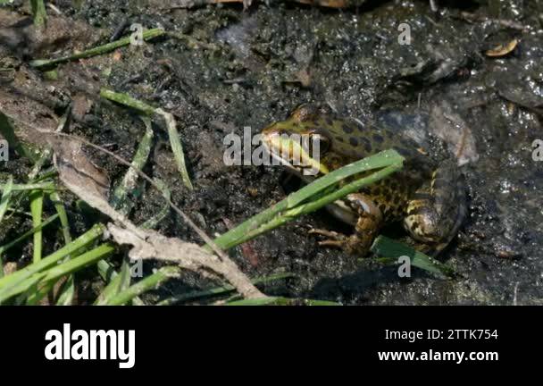 Frog tongue catch Stock Videos & Footage - HD and 4K Video Clips - Alamy