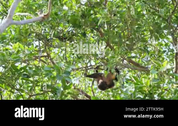 Caribbean monkeys Stock Videos & Footage - HD and 4K Video Clips - Alamy