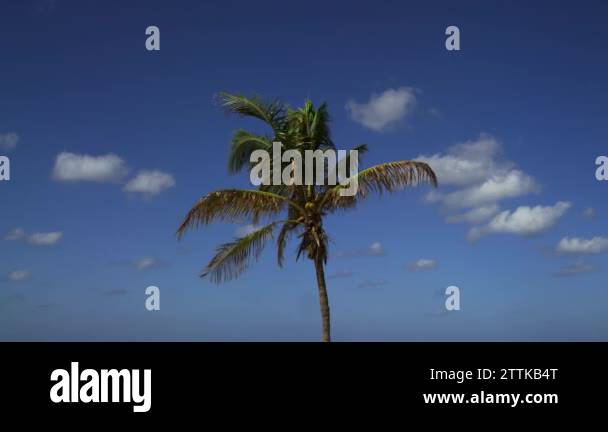 Single coconut tree Stock Videos & Footage - HD and 4K Video Clips - Alamy
