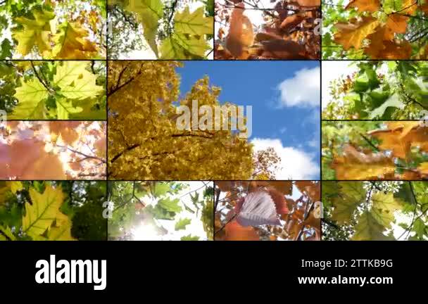 Beautiful composition golden leaves Stock Videos & Footage - HD and 4K ...
