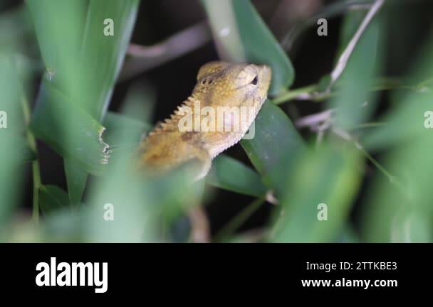 Garden lizard calotes versicolor Stock Videos & Footage - HD and 4K ...