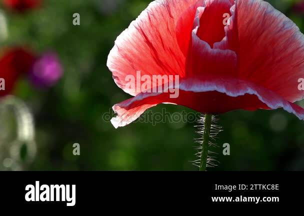 Another poppy bud.Green poppy buds. Poppy Idyll.In the garden blossom ...