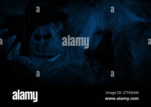 Silverback jungle Stock Videos & Footage - HD and 4K Video Clips - Alamy