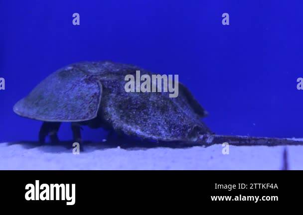 Horseshoe crab species Stock Videos & Footage - HD and 4K Video Clips ...