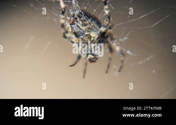 Spider under Stock Videos & Footage - HD and 4K Video Clips - Alamy