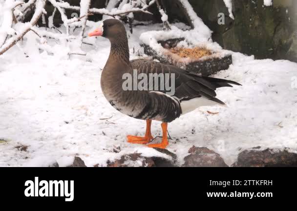 Snow goose wing Stock Videos & Footage - HD and 4K Video Clips - Alamy