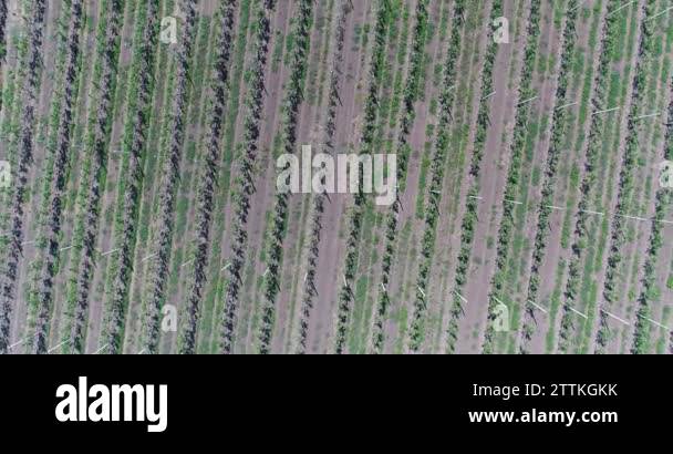 A view of the seedlings of trees from the air, flying over tree ...