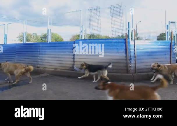 Stray dogs moscow Stock Videos & Footage - HD and 4K Video Clips - Alamy