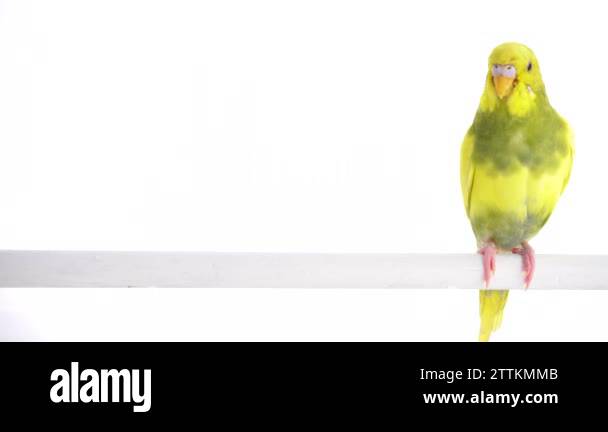 Green parrot budgie isolated on white screen Stock Video Footage - Alamy