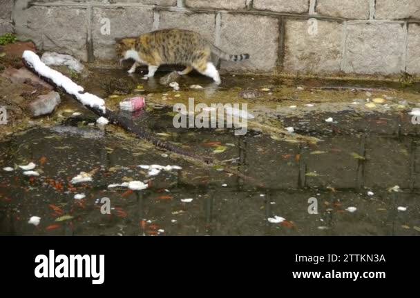 Cat playing in pool side,dead fish in pollution water Stock Video ...