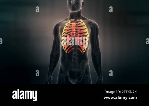 Anatomy of Human Male Rib Cage on Futuristic Medical Interface ...