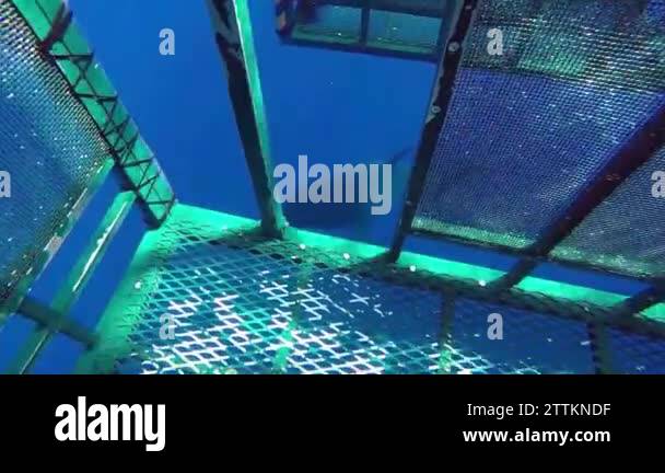 Great white shark diving cage Stock Videos & Footage - HD and 4K Video ...