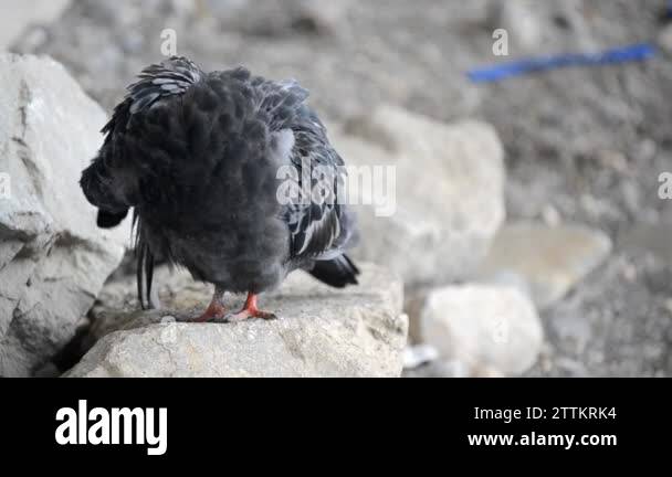 Pigeon roost Stock Videos & Footage - HD and 4K Video Clips - Alamy