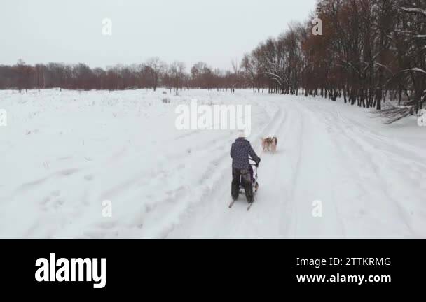 UNIQUE DRONE AERIAL SHOTS, Husky pack running on the snow with the ...