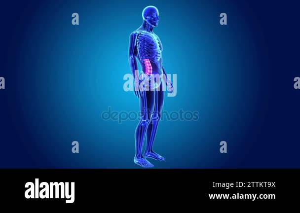 Posterior column and lateral column Stock Videos & Footage - HD and 4K ...