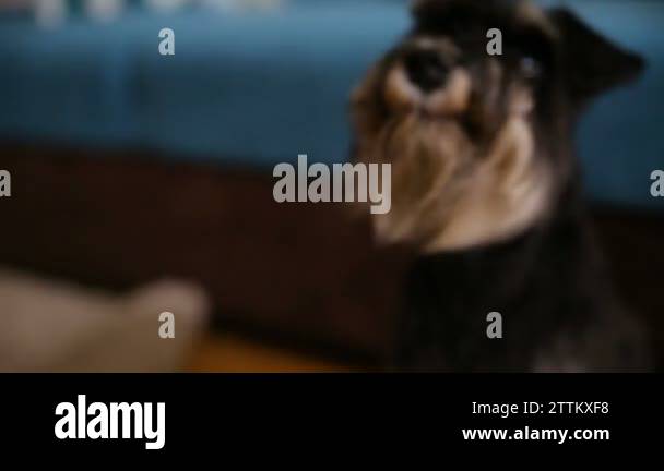 Miniature schnauzer puppy close Stock Videos & Footage - HD and 4K ...