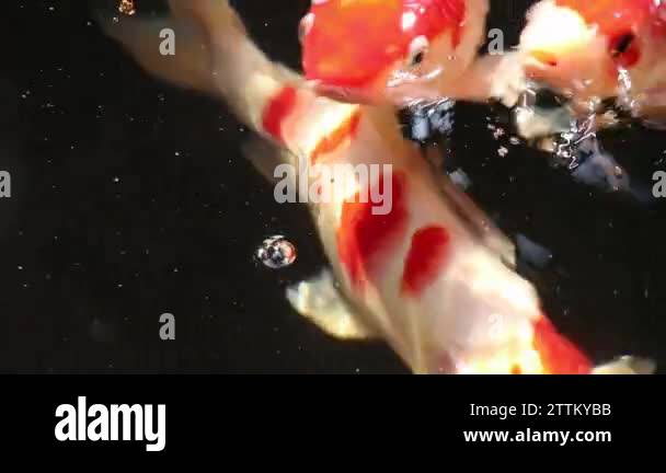 Variety colorful ornamental Koi carp fish, Cyprinus carpio, swim in ...