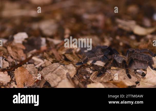 Tiger spiders Stock Videos & Footage - HD and 4K Video Clips - Alamy