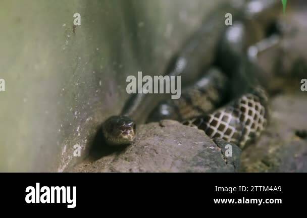 Snake in tank Stock Videos & Footage - HD and 4K Video Clips - Alamy