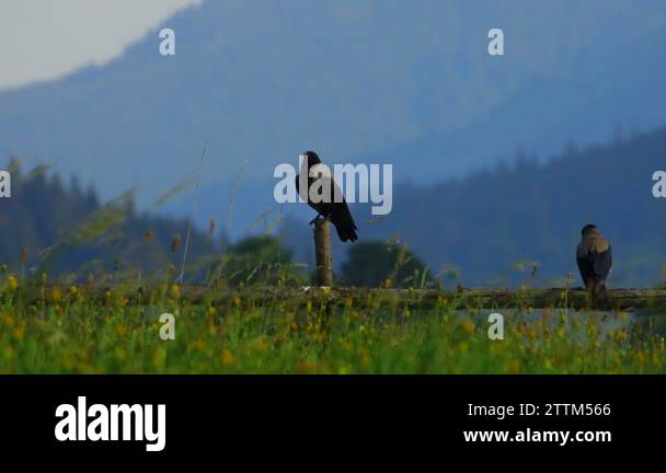 Raven mountains Stock Videos & Footage - HD and 4K Video Clips - Alamy