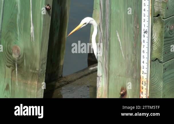 Playing peekaboo Stock Videos & Footage - HD and 4K Video Clips - Alamy