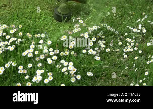 English grass lawn Stock Videos & Footage - HD and 4K Video Clips - Alamy