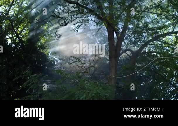 catastrophic consequences of forest fires. fire extinguishing in the ...