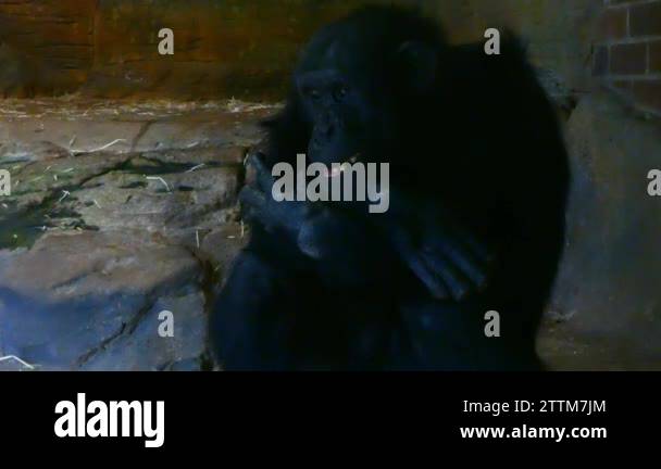 Zoo gorilla eye Stock Videos & Footage - HD and 4K Video Clips - Alamy