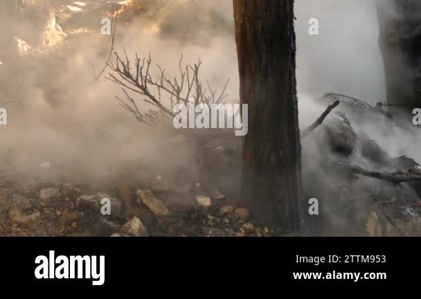 catastrophic consequences of forest fires. fire extinguishing in the ...
