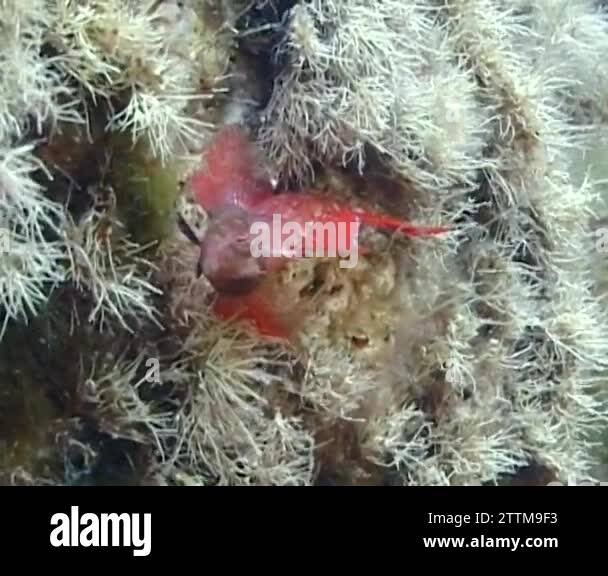 The most beautiful fish of the Black Sea. Triplefin blenny ...