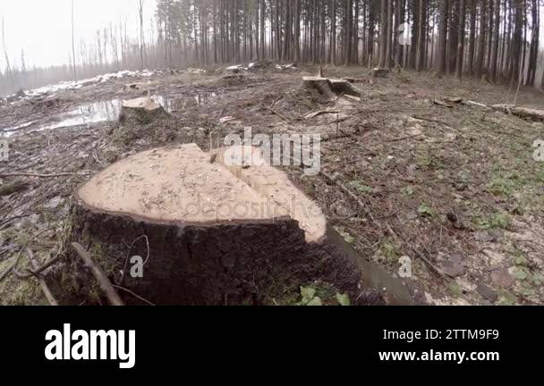Mass deforestation. Ecological disaster. Stumps from large trees. Chaos ...