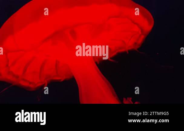 Dangerous red umbrella shaped sea jelly with long tentacles in black ...
