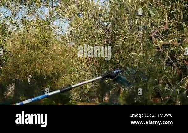 Man picking olives from tree using telescopic electric machine, slow ...