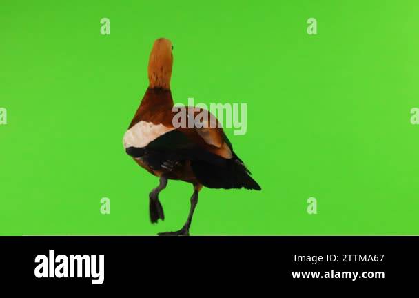 Male Beautiful Bright Red Duck Ogar Rotates Isolated On Green Screen In Slavic Mythology And